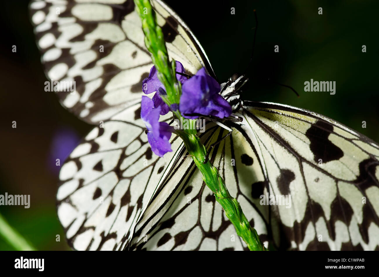 Large tree nymph butterfly hi-res stock photography and images - Alamy
