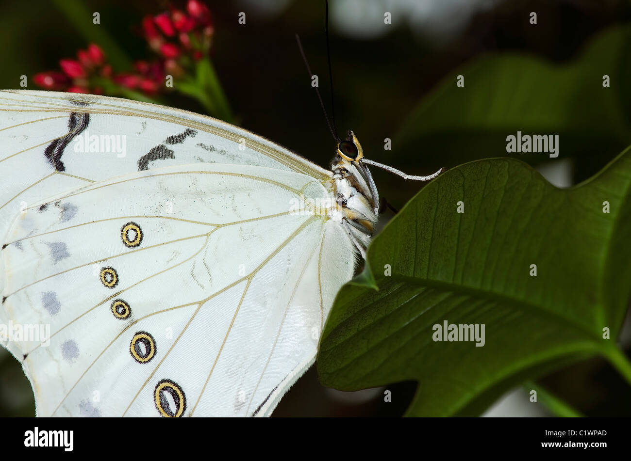A White Morpho Butterfly, of the Nymphalidae family. Found in Mexico ...