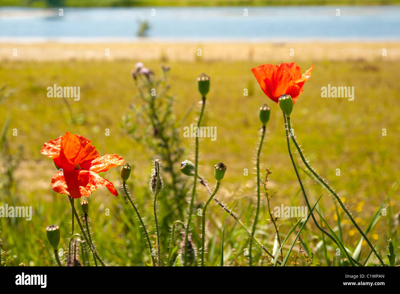 River landscape in Holland Stock Photo - Alamy