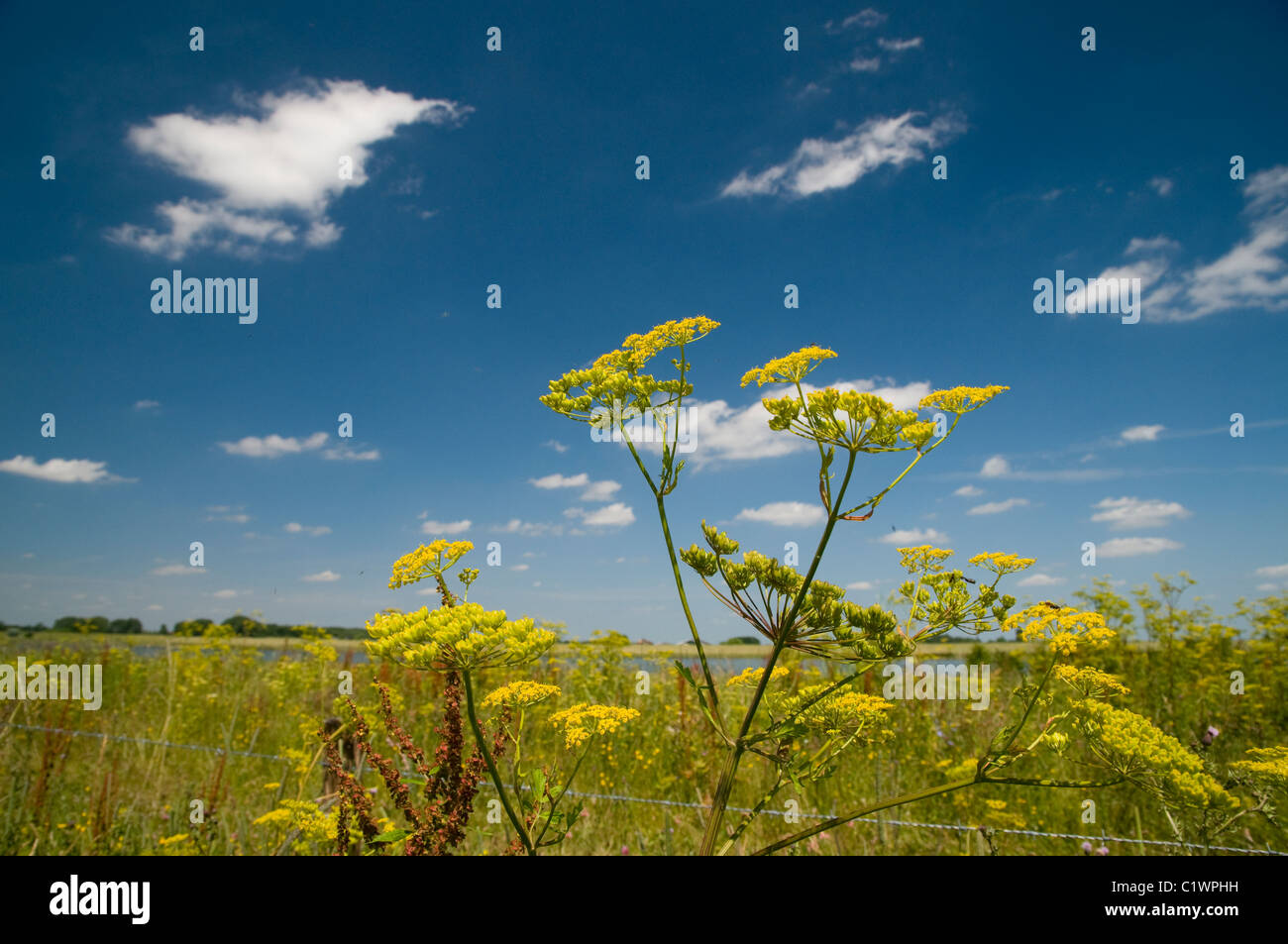 Yellow wild flowers Stock Photo - Alamy