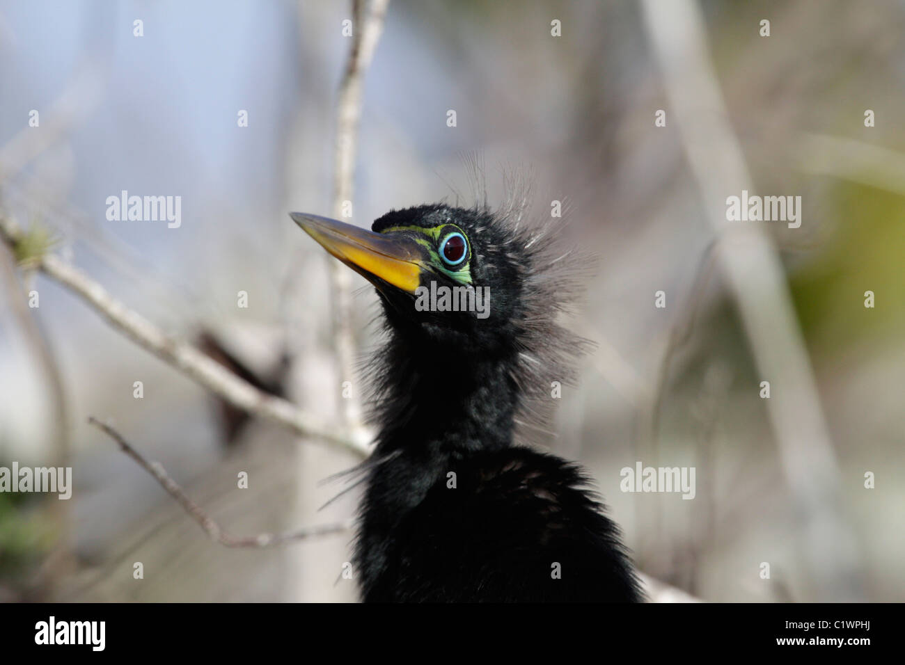Male Anhinga (Anhinga anhinga) at Anhinga Trail, Everglades National ...