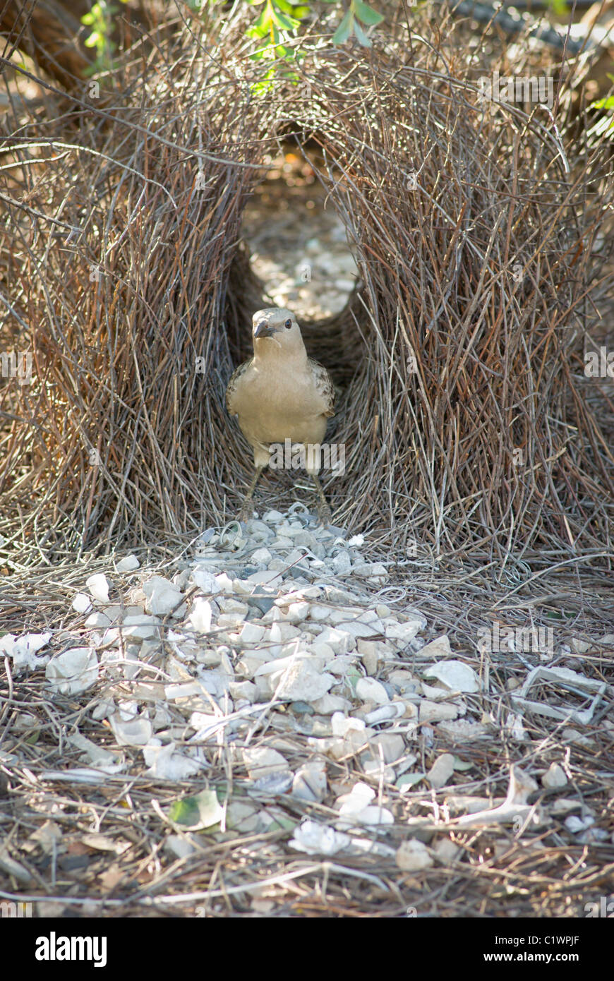 Great bowerbird (Chlamydera nuchalis) at bower Stock Photo - Alamy