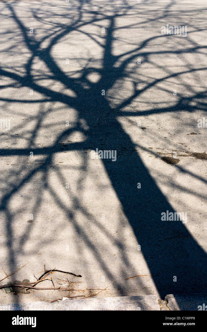 Shadow of a Tree Stock Photo - Alamy