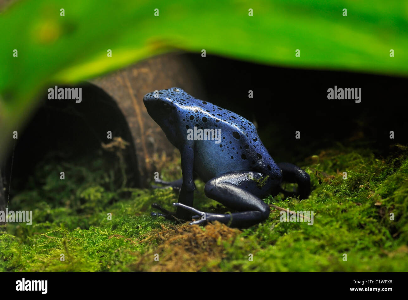 Blue Poison Frog - Dendrobates tinctorius azureus Rare species from ...