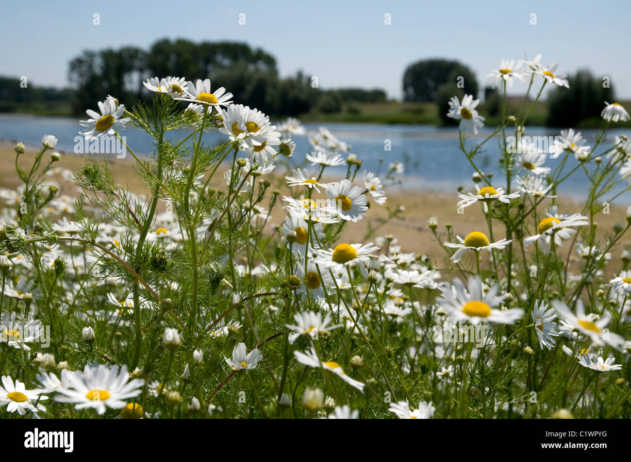 camomile in landscape with river Stock Photo - Alamy