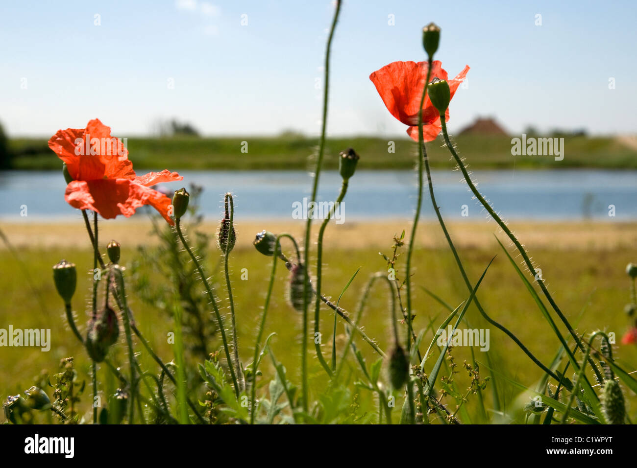 red poppies in landscape with river Stock Photo - Alamy