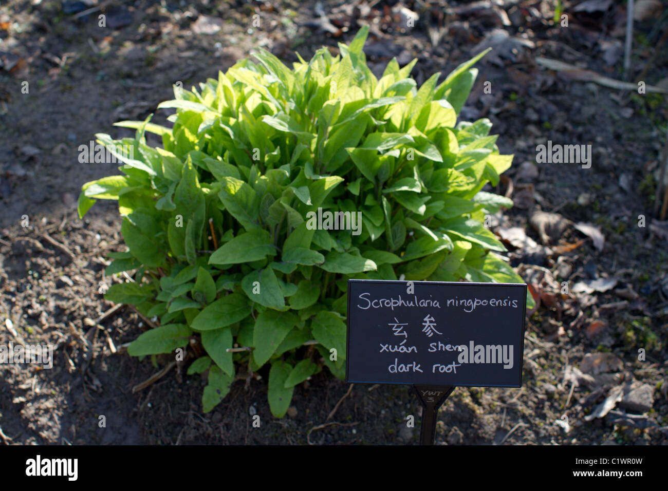 Scrophularia dark root Chinese herb Stock Photo - Alamy
