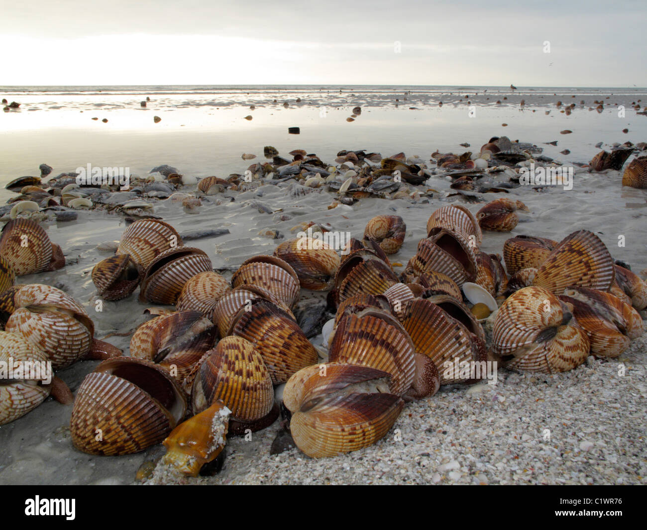 Atlantic Giant Cockles (Dinocardium robustum) at Sanibel beach in ...