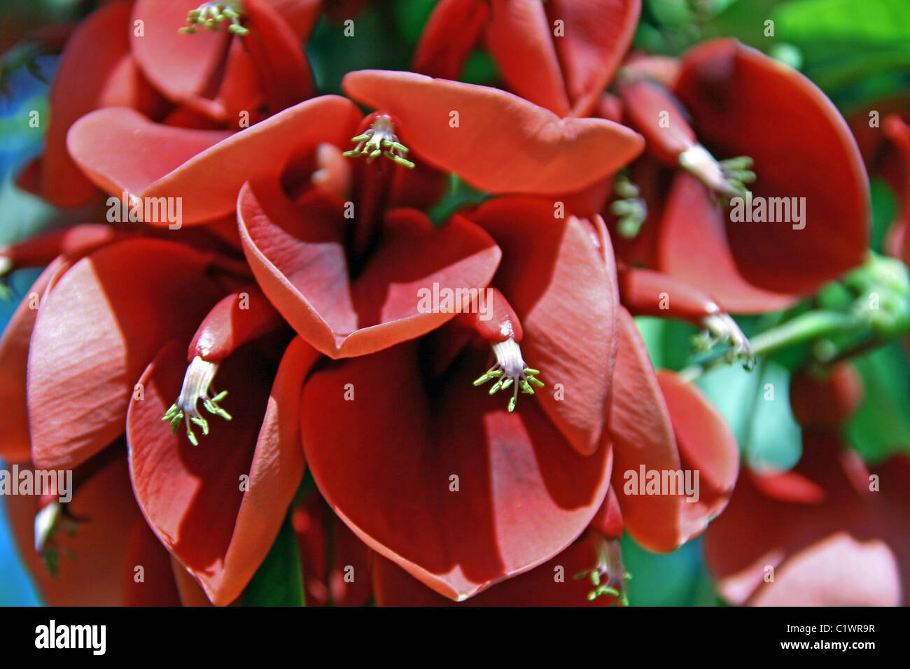 Ceibo flower hi-res stock photography and images - Alamy
