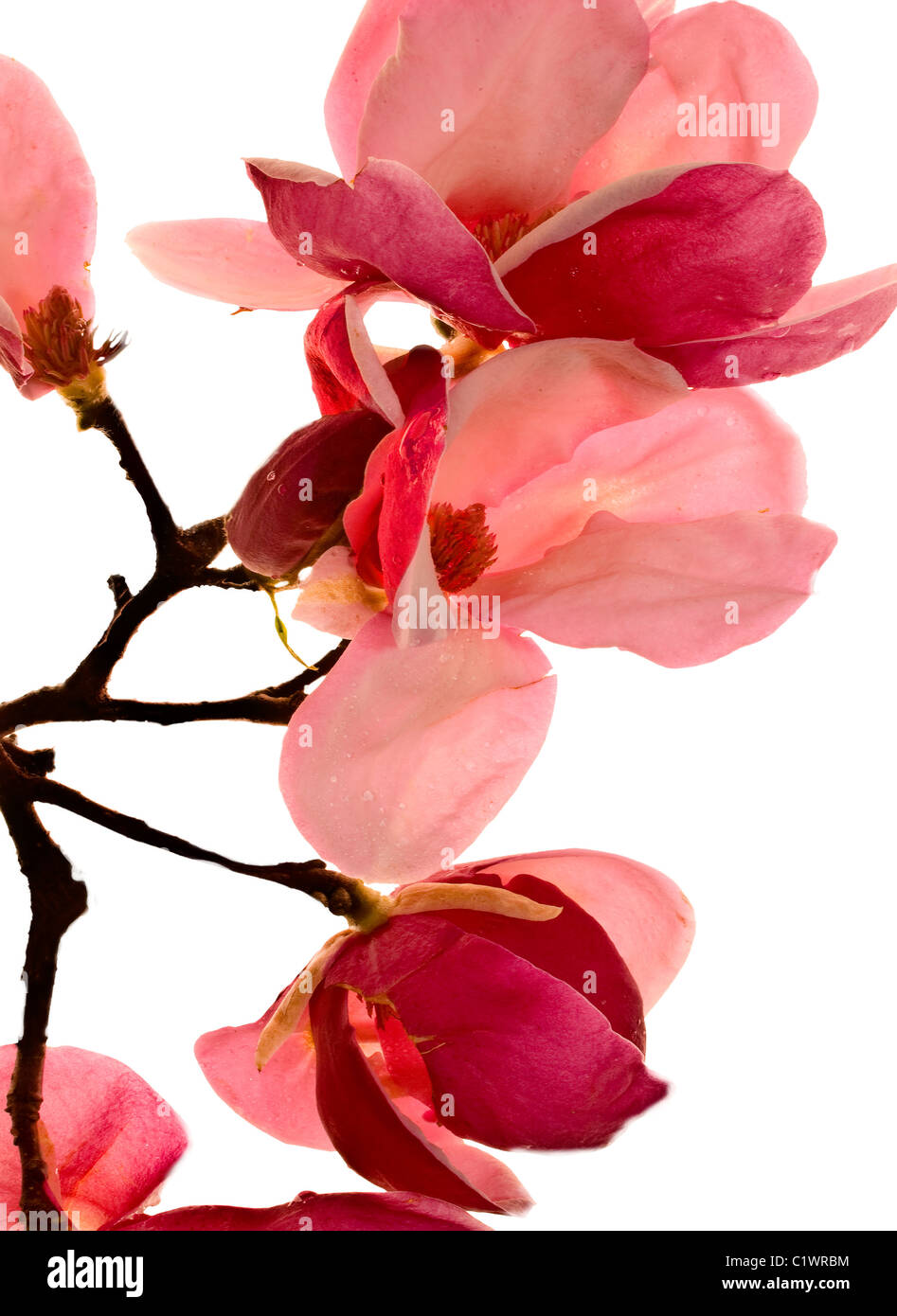 cherry magnolia blooms on a white background Stock Photo - Alamy