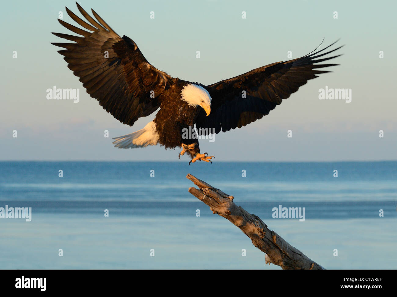 Mature Bald Eagle just before landing, touch-down, on a dead tree trunk ...