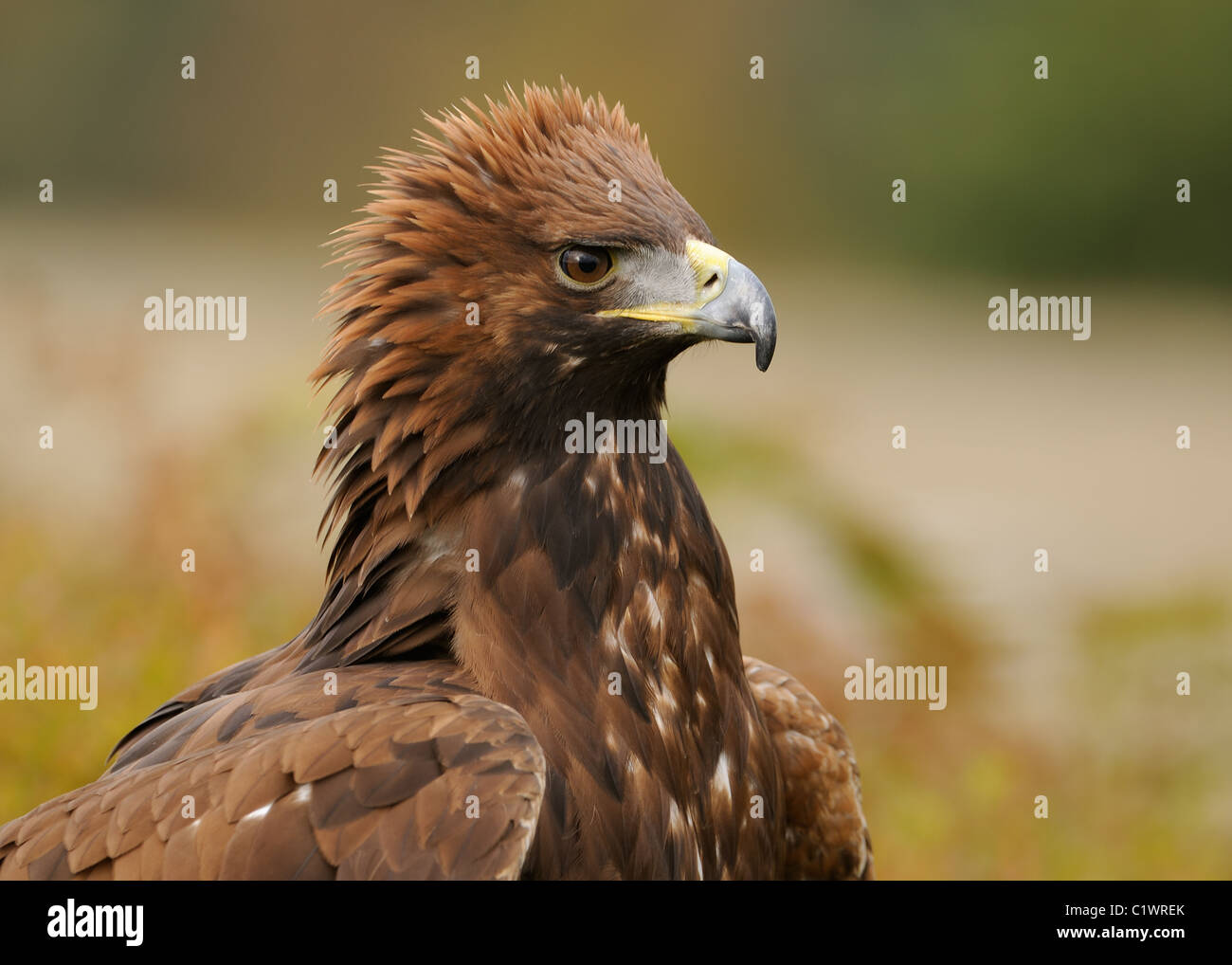 Golden Eagle, in the middle of autumn colored vegetation showing off ...