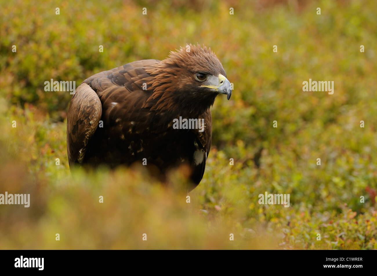 Golden Eagle, in the middle of autumn colored vegetation showing off ...