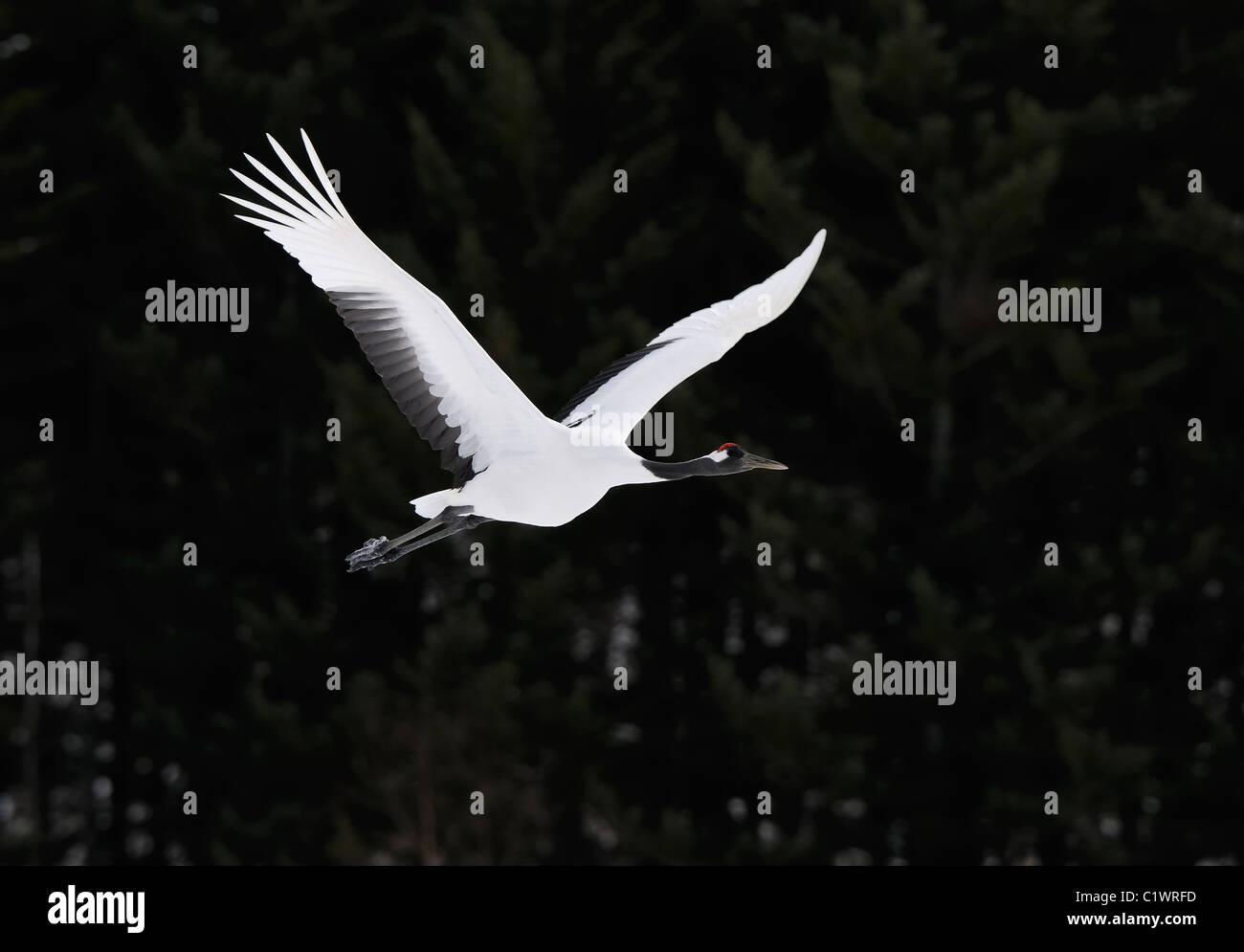 A Red Crowned aka Japanese Cranes, Grus japonensis flying above a snowy ...