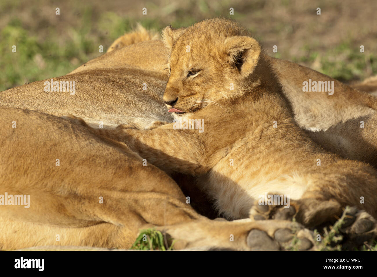 Stock photo of a lion cub nursing Stock Photo - Alamy