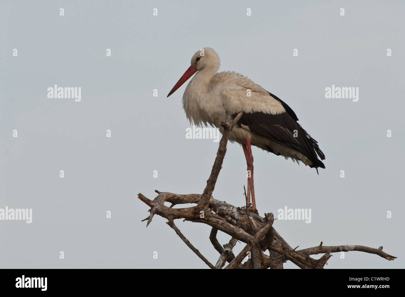 Dead animal photos hi-res stock photography and images - Alamy