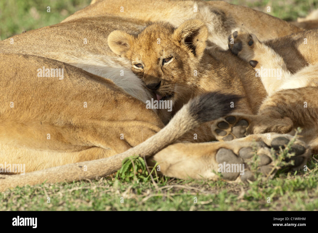 Stock photo of a lion cub nursing Stock Photo - Alamy