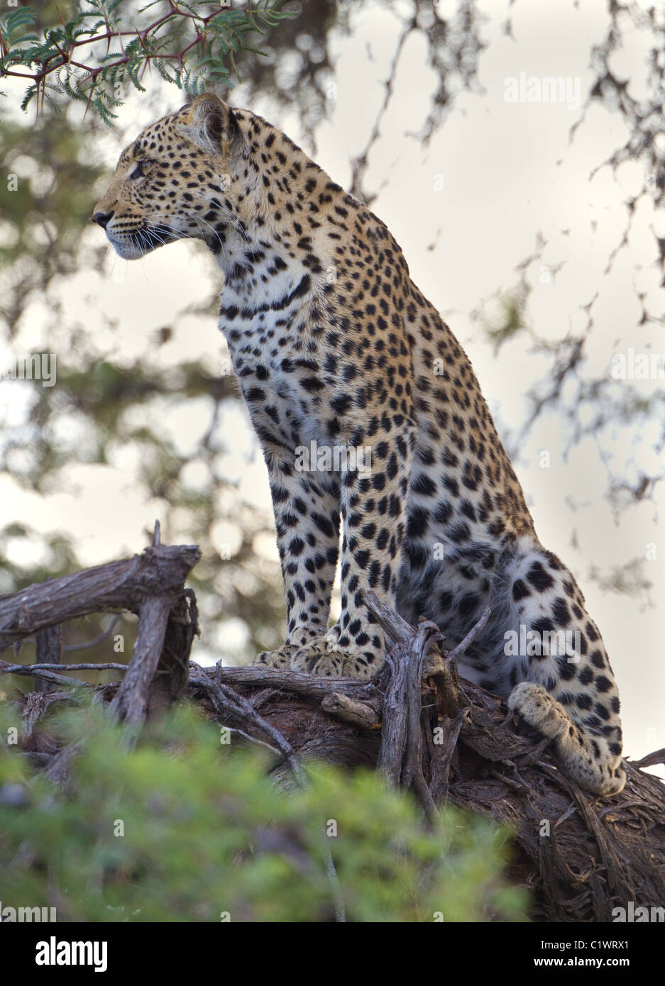 leopard in tree Stock Photo - Alamy