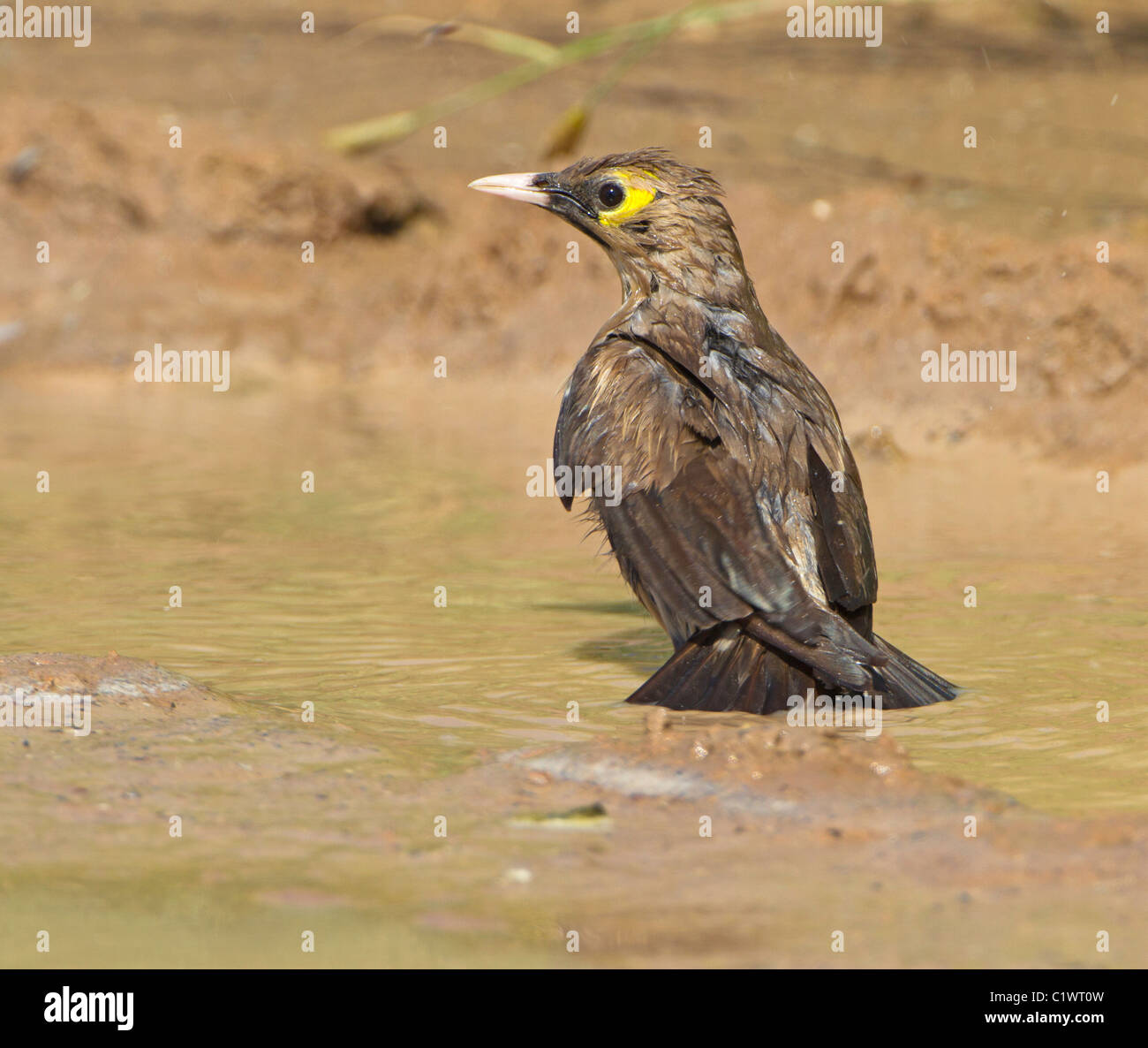 wattled starling bathing Stock Photo - Alamy