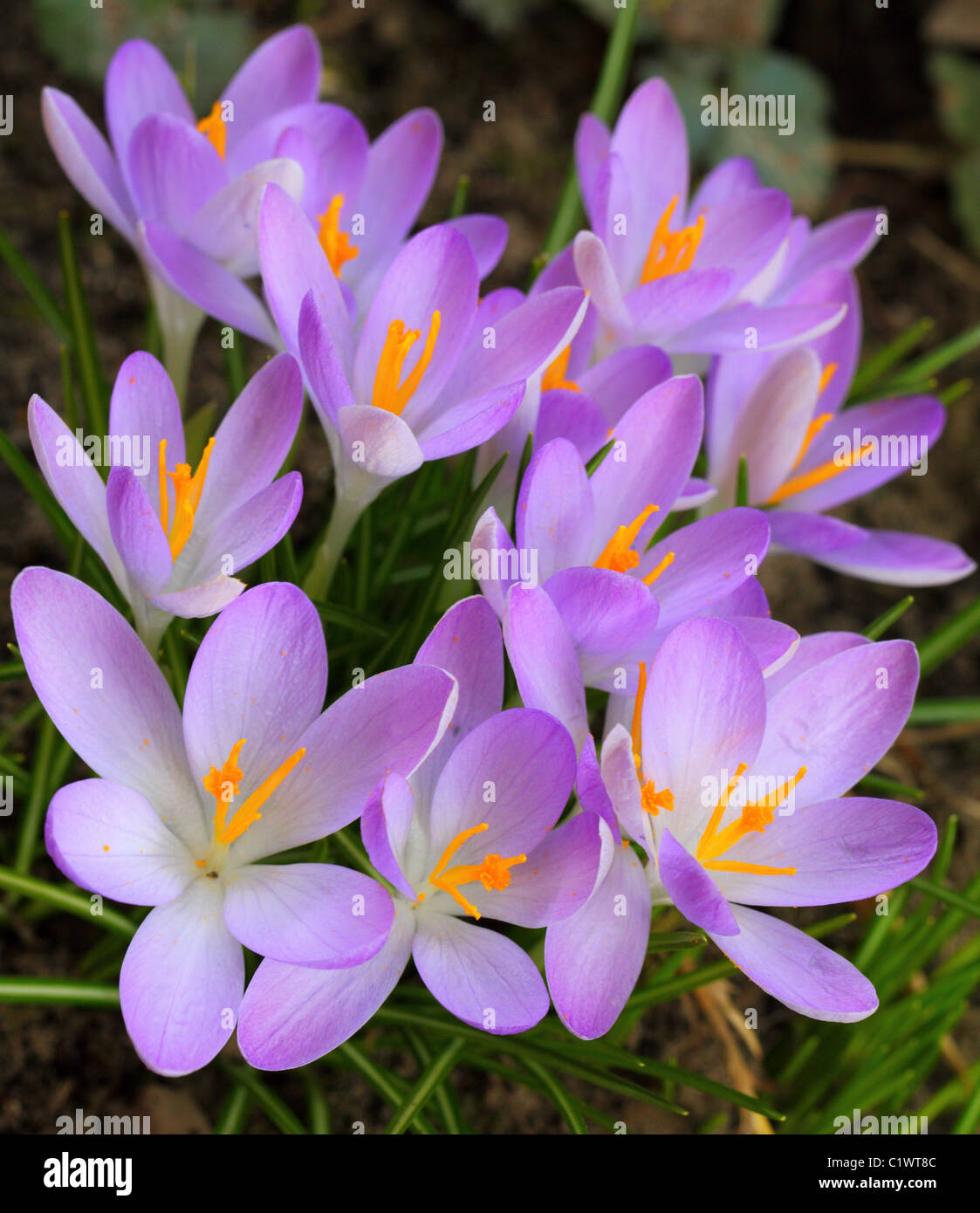 Blue crocus hi-res stock photography and images - Alamy
