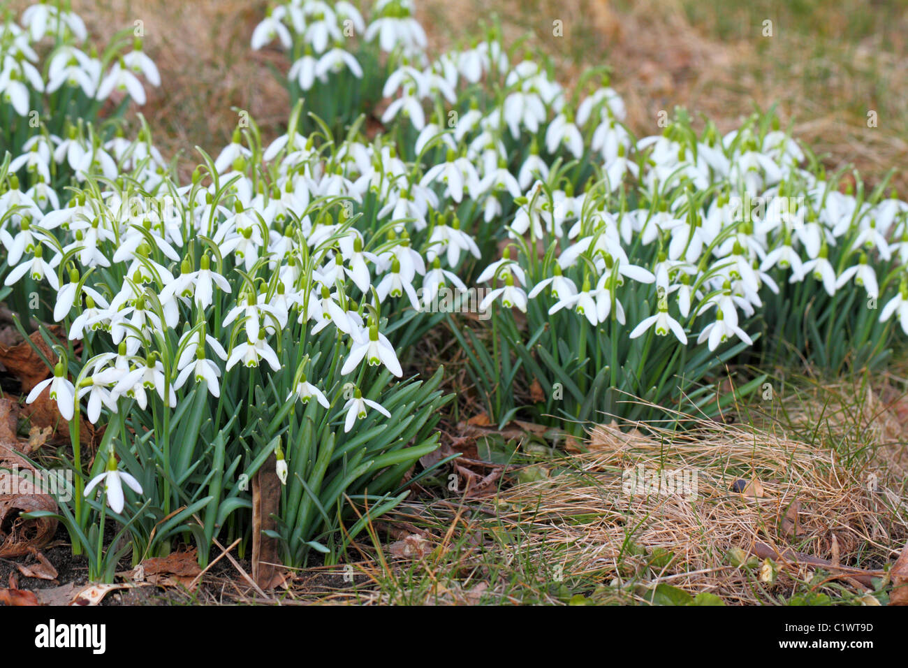 Snowdrops in full bloom Galanthus gracilis Stock Photo - Alamy