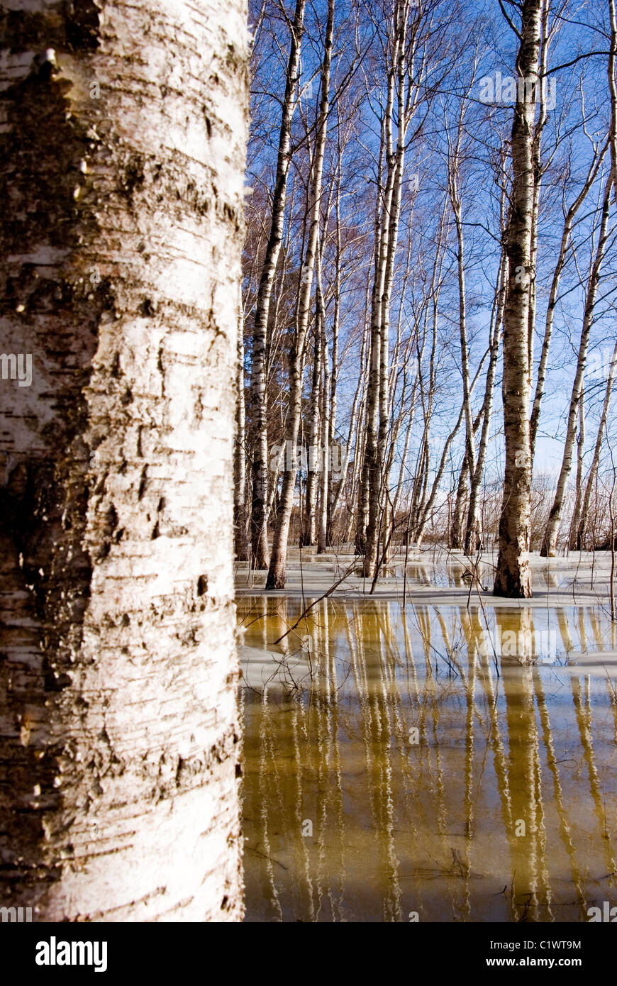 early spring landscape with birches, ice and water Stock Photo - Alamy