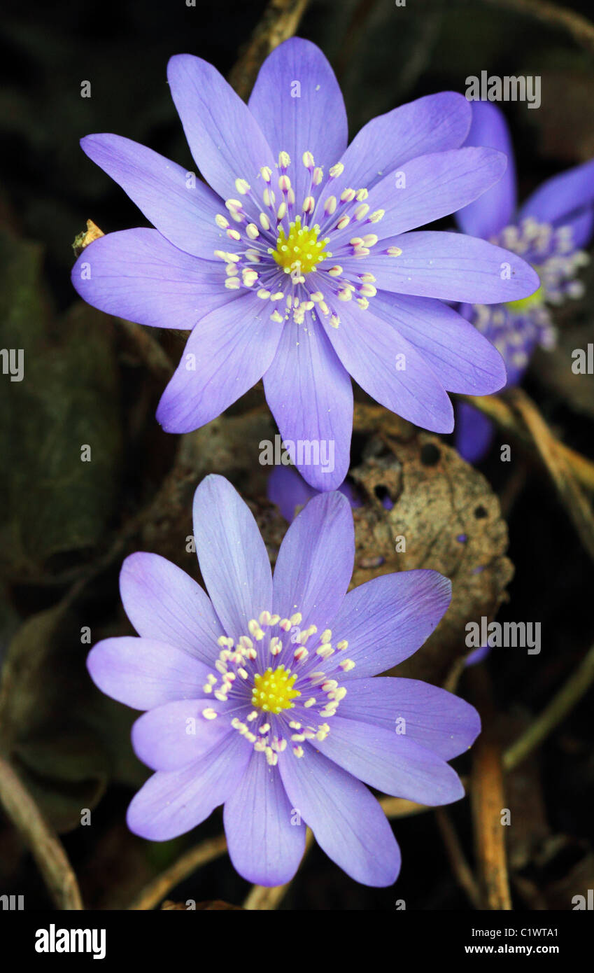 Liverwort blue spring flowers close up Hepatica nobilis Stock Photo - Alamy