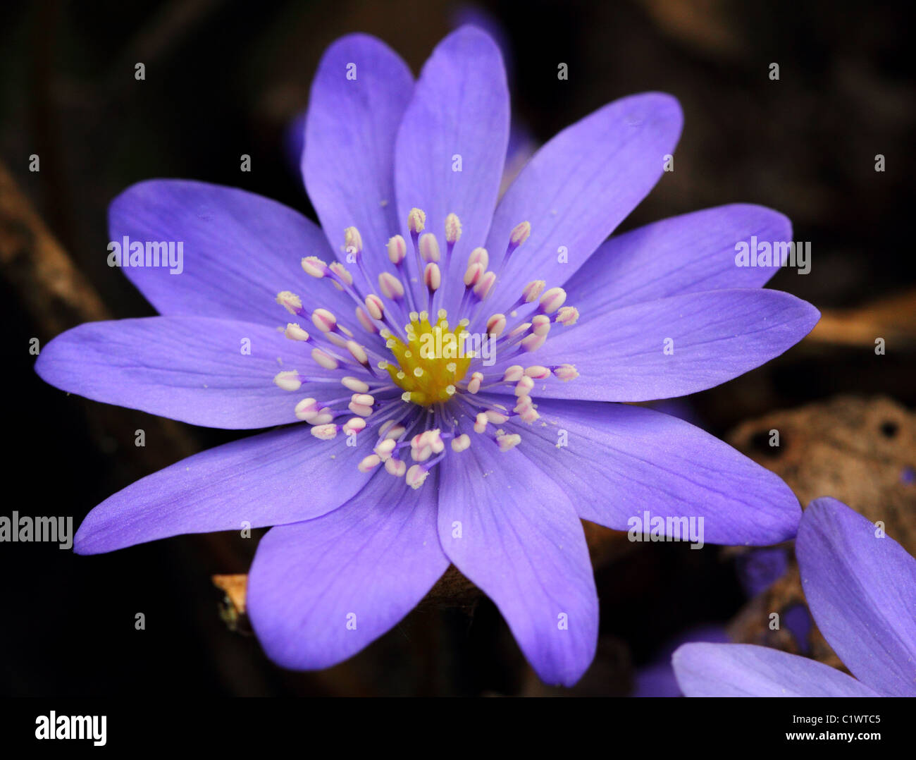 Liverwort blue spring flower close up Hepatica nobilis Stock Photo - Alamy