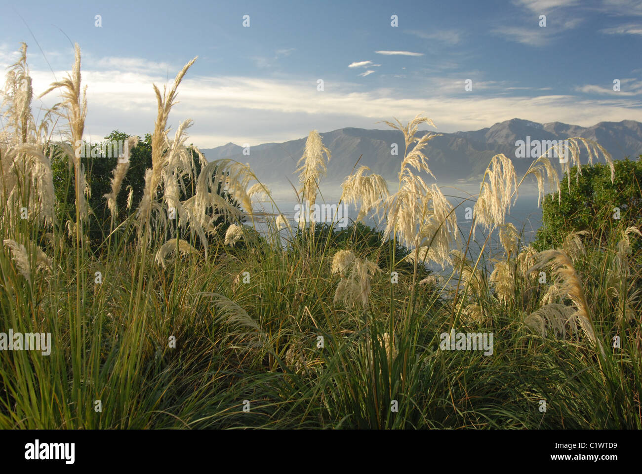 Toetoe grass with Kaikoura ranges in background Stock Photo - Alamy