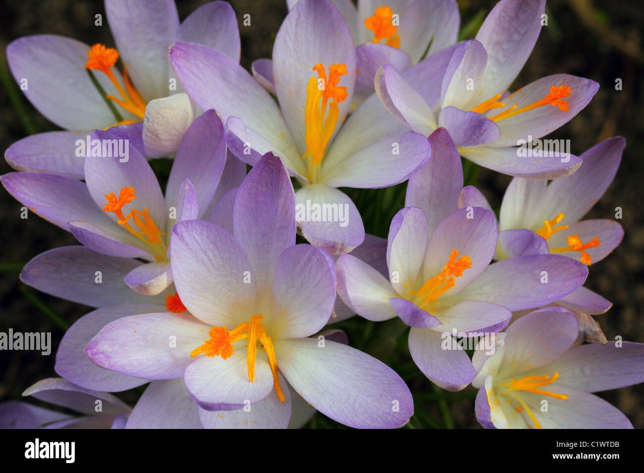 Blue crocus hi-res stock photography and images - Alamy