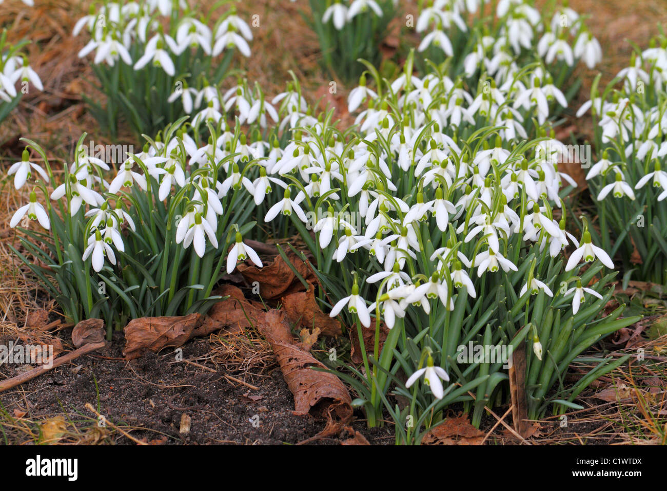Galanthus hi-res stock photography and images - Alamy