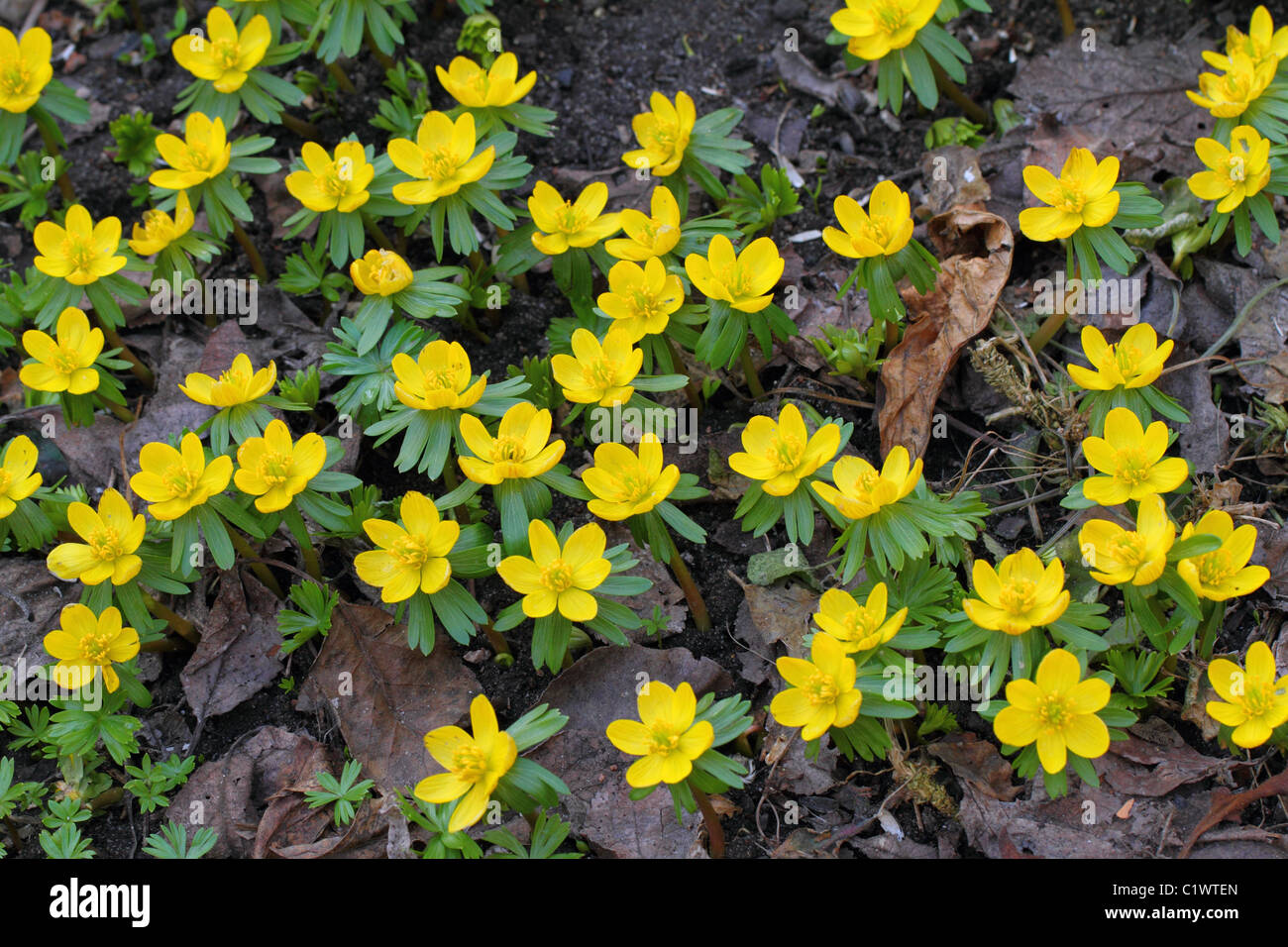 Winter aconites yellow flowers hi-res stock photography and images - Alamy