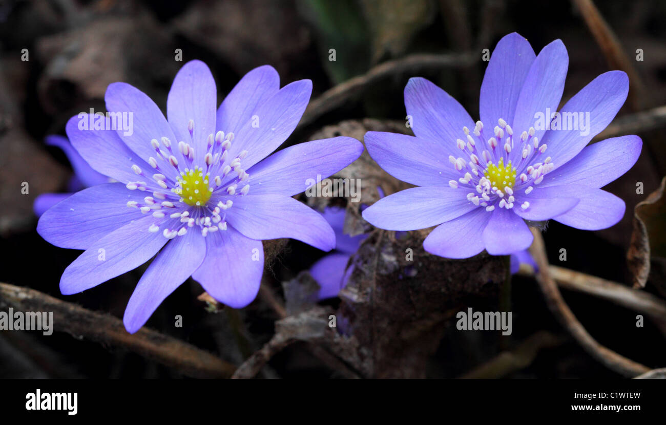 Liverwort blue spring flowers close up Hepatica nobilis Stock Photo - Alamy