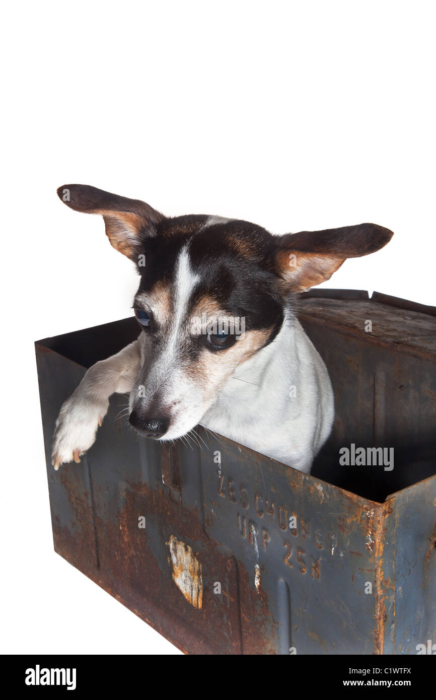 jack russel dog in container of steel Stock Photo - Alamy