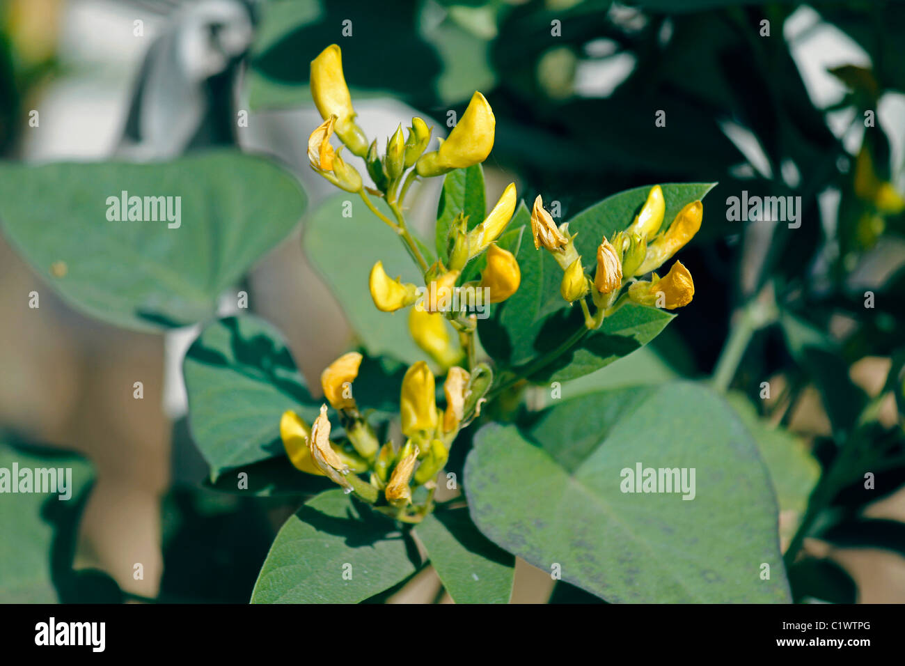 Flowers Of Red Gram, Pigeon Pea, Yellow Lentil, Pune, Maharashtra ...