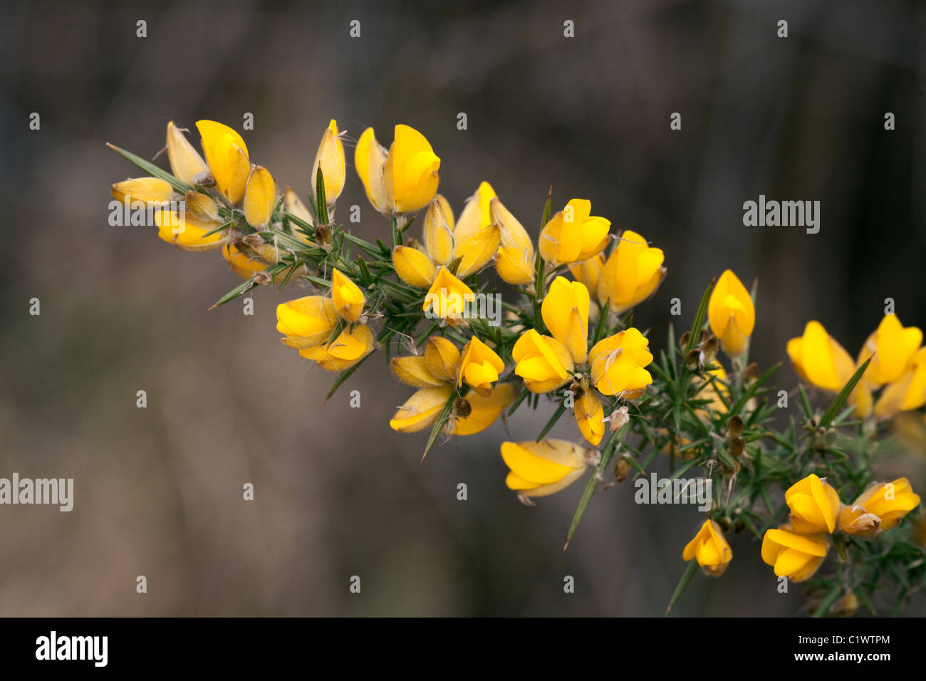Gorse Ulex europaeus in flower Stock Photo - Alamy