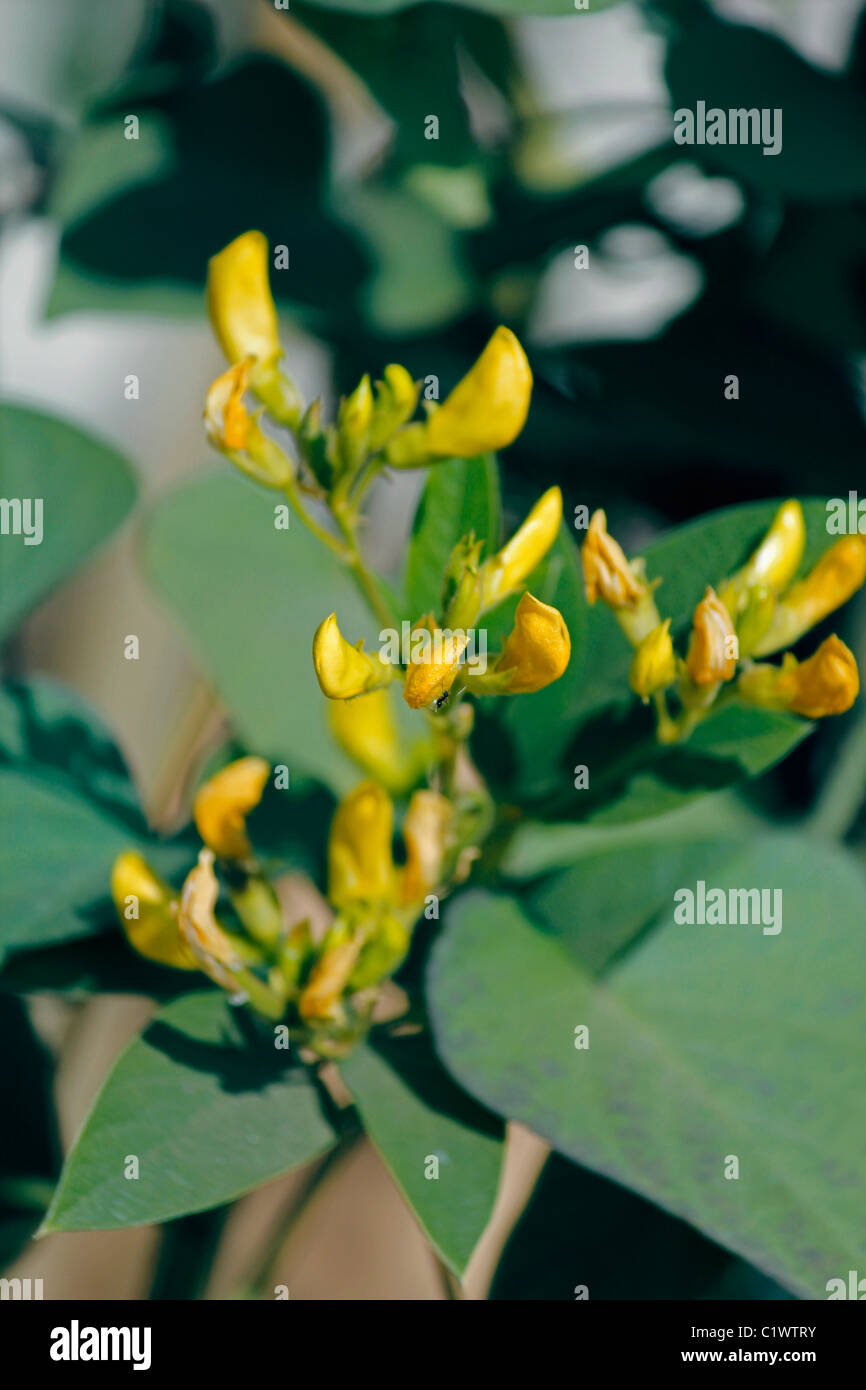 Red gram crop hi-res stock photography and images - Alamy