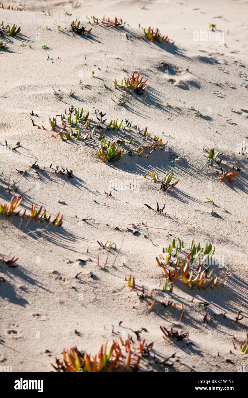 View of common vegetation on the portuguese beaches Stock Photo - Alamy