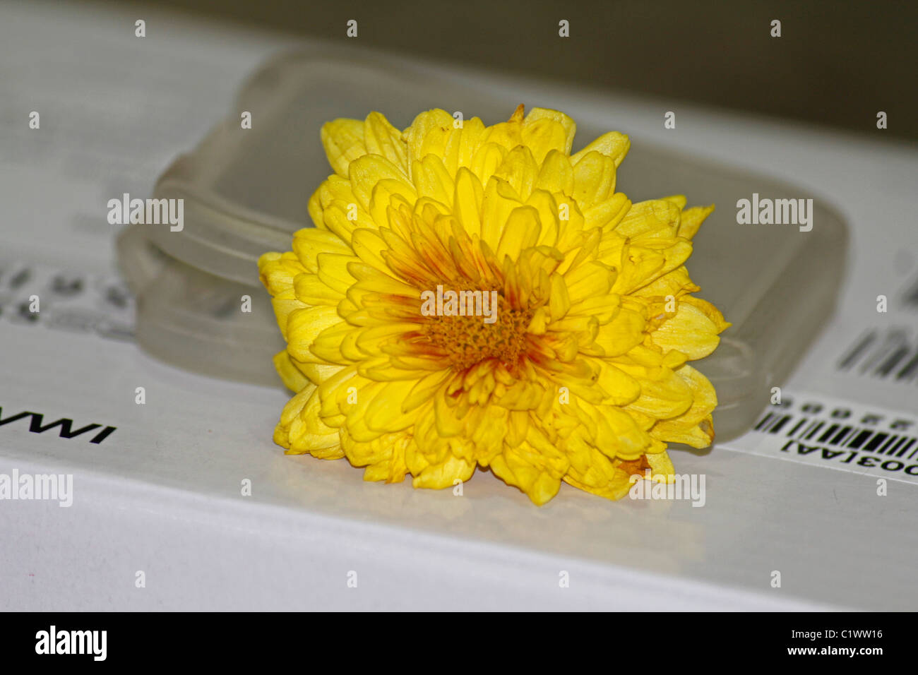 Morifolium hi-res stock photography and images - Alamy