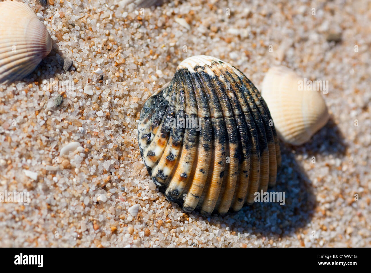 Close up view of an empty shell buried on the beach sand Stock Photo ...