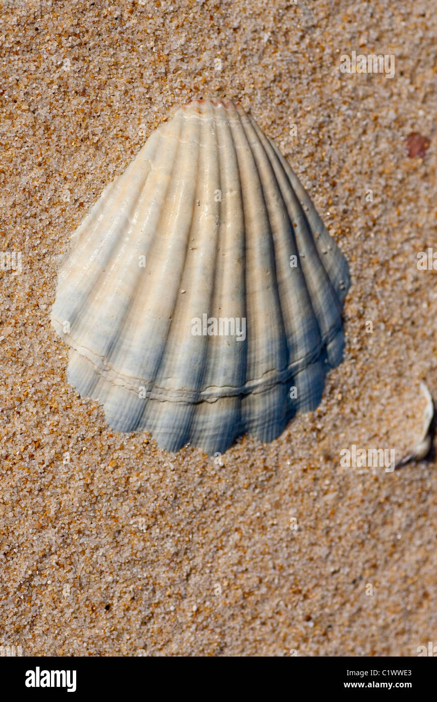 Close up view of an empty shell buried on the beach sand Stock Photo ...