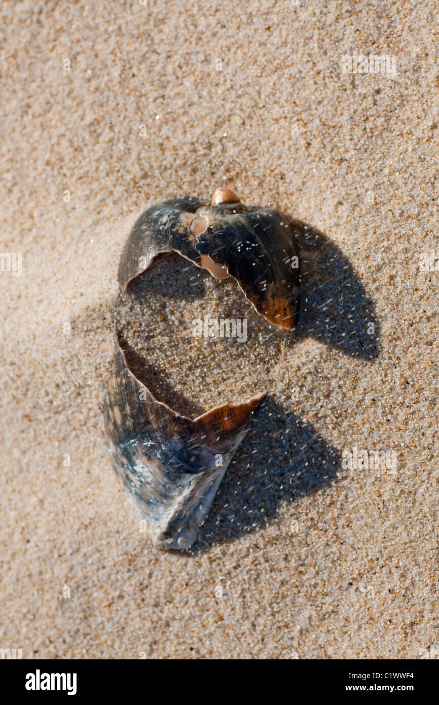 Close up view of an empty shell buried on the beach sand Stock Photo ...