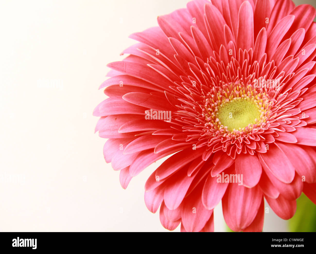 Pink bright Gerbera on a silk background Stock Photo - Alamy