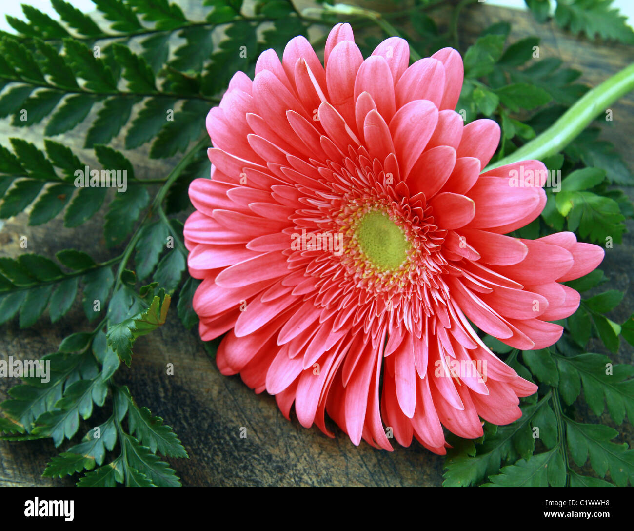 Pink bright Gerbera on a silk background Stock Photo - Alamy