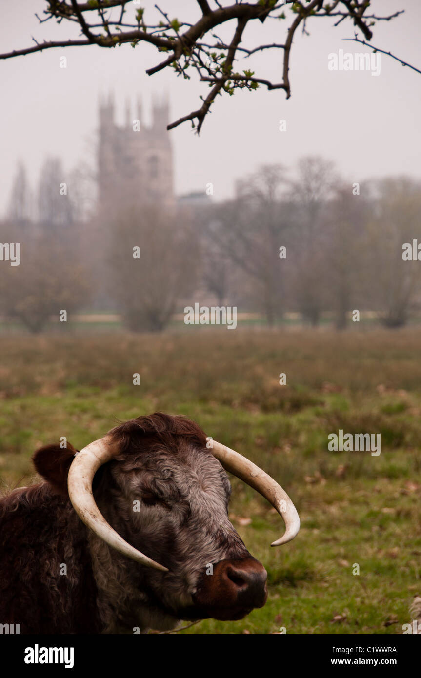 Bull ox hi-res stock photography and images - Alamy