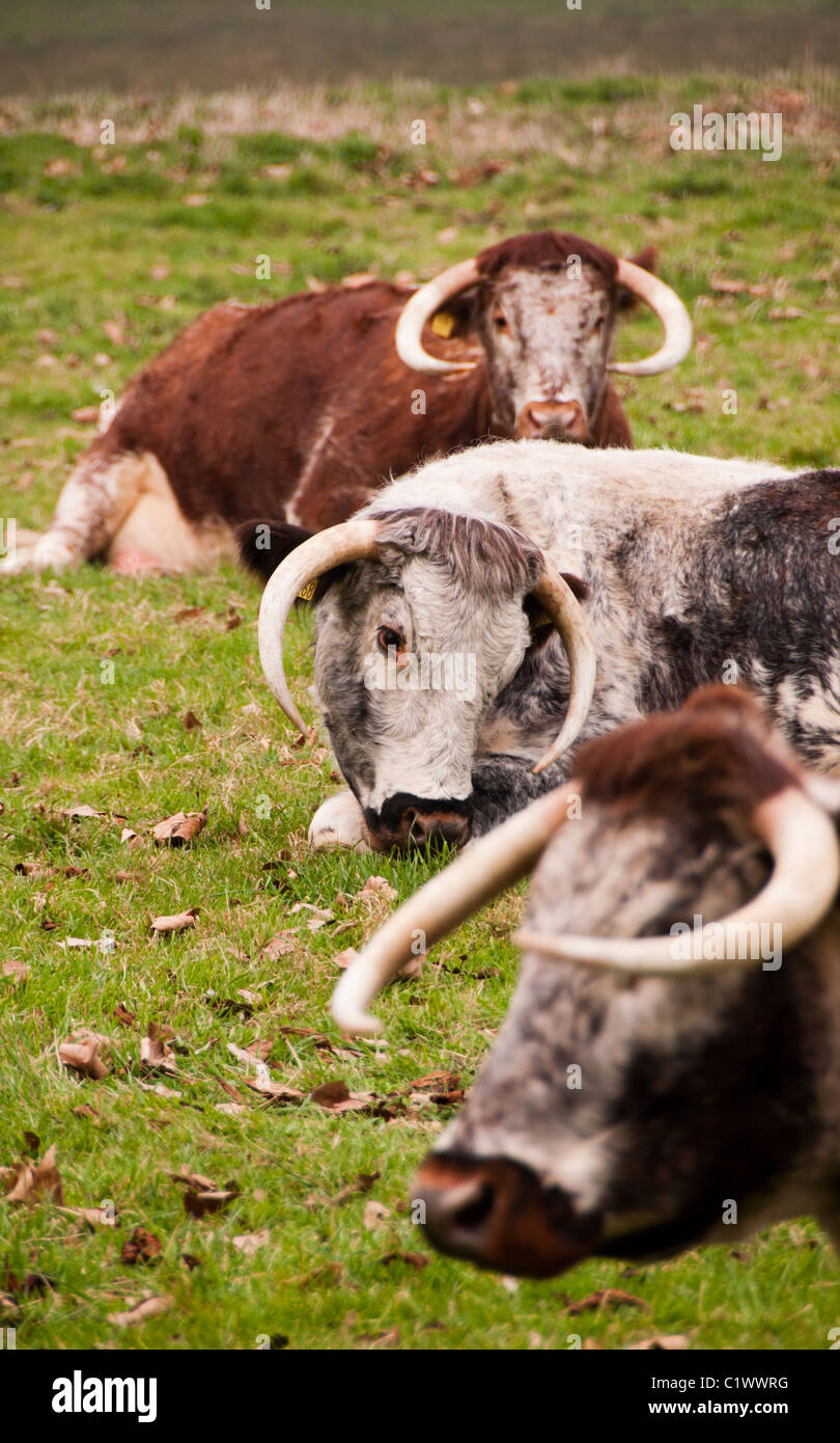 Oxen horns hi-res stock photography and images - Alamy