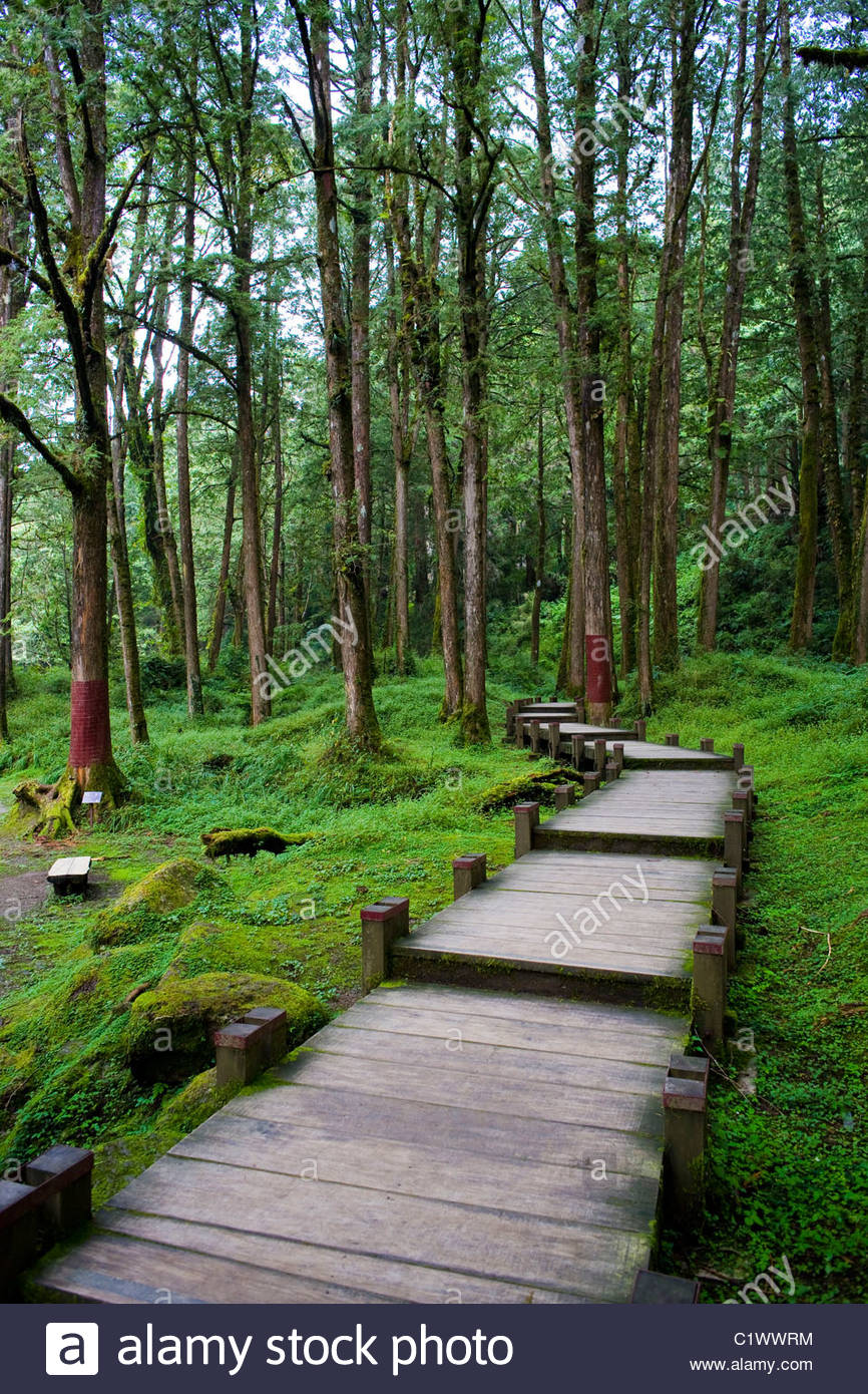 Alishan National Scenic Area Stock Photos & Alishan National Scenic ...