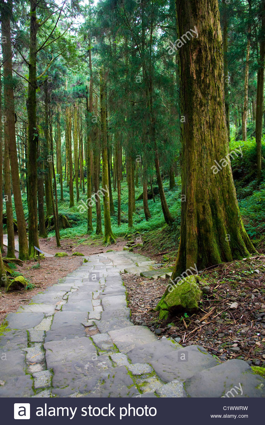 Alishan National Scenic Area Stock Photos & Alishan National Scenic ...