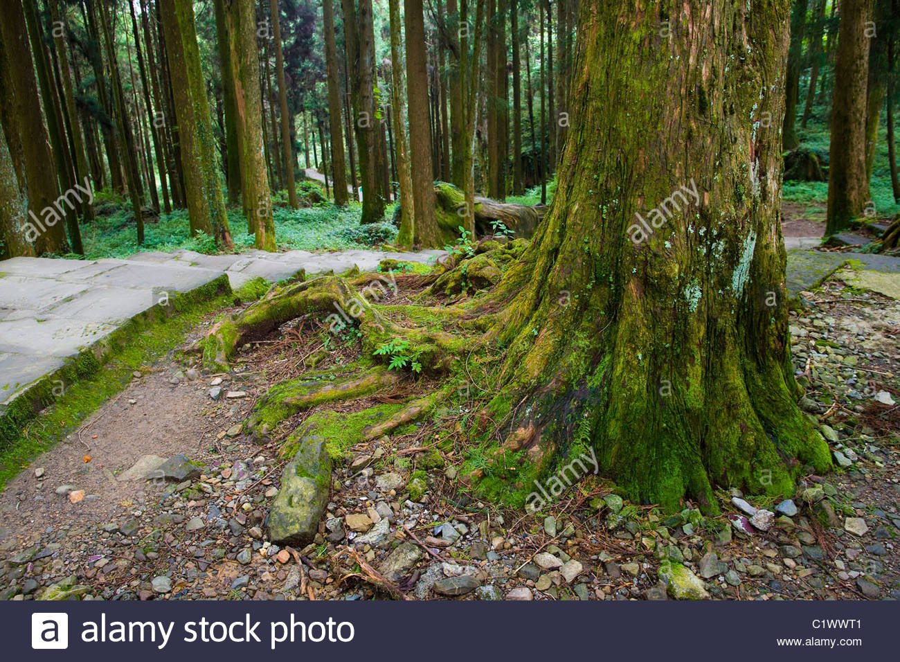 Alishan National Scenic Area Stock Photos & Alishan National Scenic ...