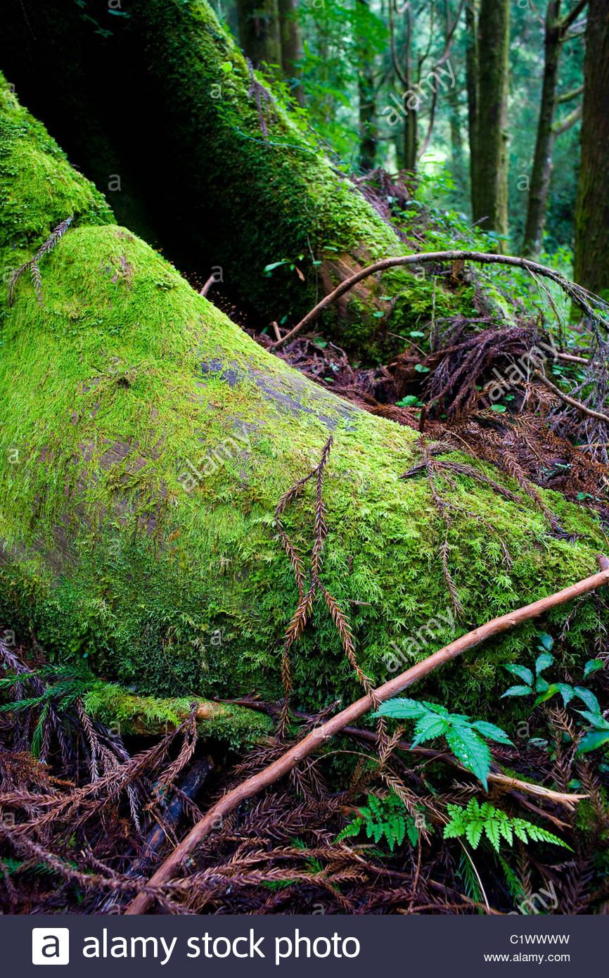 Alishan National Park Chiayi Taiwan Stock Photos & Alishan National ...